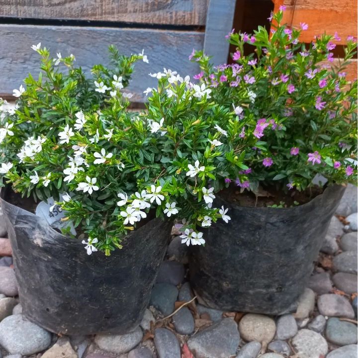 Paket 2 Pohon Tanaman Hidup Bunga Taiwan Beauty Cuphea Hyssopifolia ...