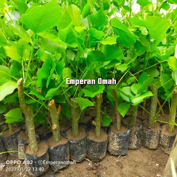 Bibit Dadap Serep Tanaman Herbal Berkualitas | Lazada Indonesia