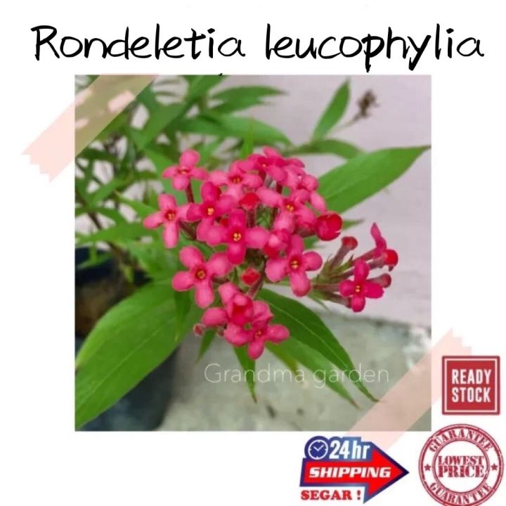 (GG real plant) rondeletia leucophylla ^ bush pentas panama rose pokok ...
