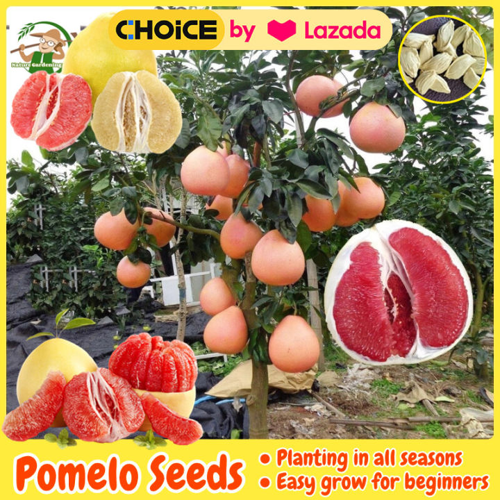 เมล็ดพันธุ์ ต้นส้มโอ บรรจุ 30 เมล็ด Mixed Pomelo Tree Seed Fruit Seeds for Planting Fruit Plants ...