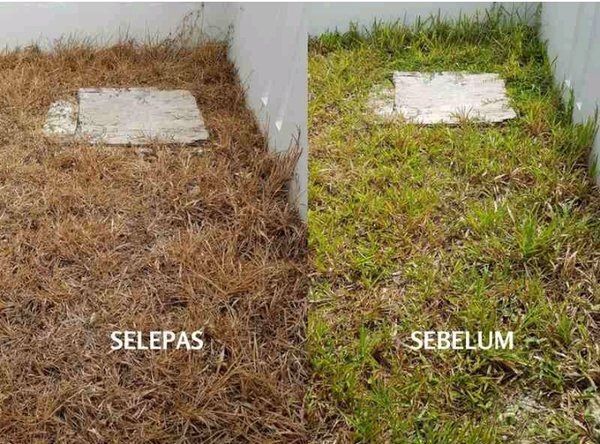 Hornet 566 or EQUIVALENT Racun rumput sgt BERKESAN utk Rumput Degil ...