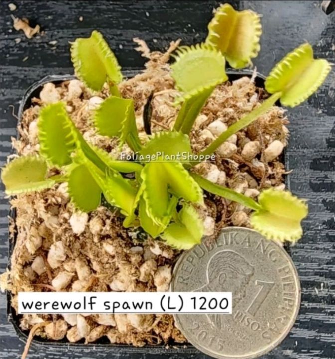 Werewolf Spawn Venus FlyTrap (Venus Fly Trap) | Lazada PH