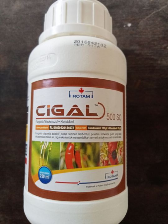 cigal | Lazada Indonesia