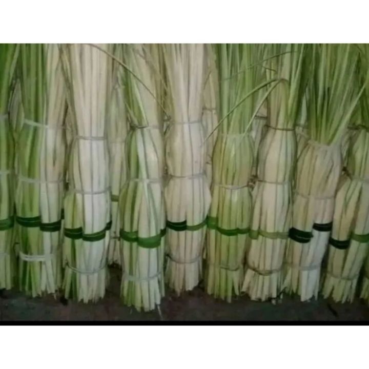 Janur kuning daun kelapa muda 250 lembar | Lazada Indonesia