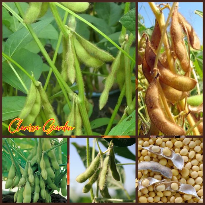 400 BUTIR BIJI/BENIH KACANG KEDELAI VARIETAS ANJASMORO | Lazada Indonesia