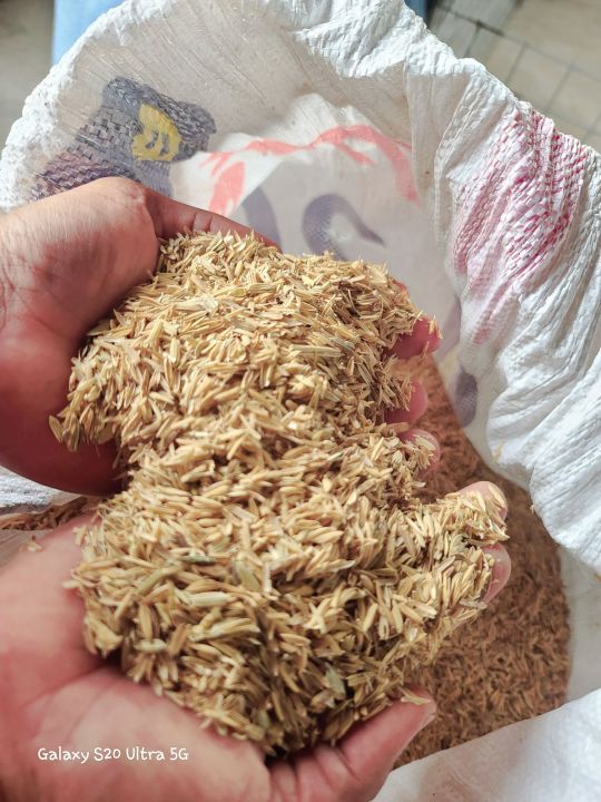 Fresh Rice Hull (Ipa ng Palay) | Lazada PH