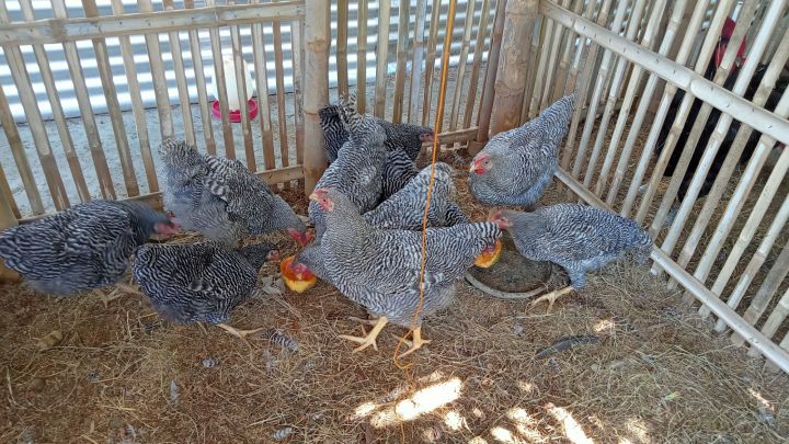 BPR Barred Plymouth Rock 6/12pcs | Lazada PH