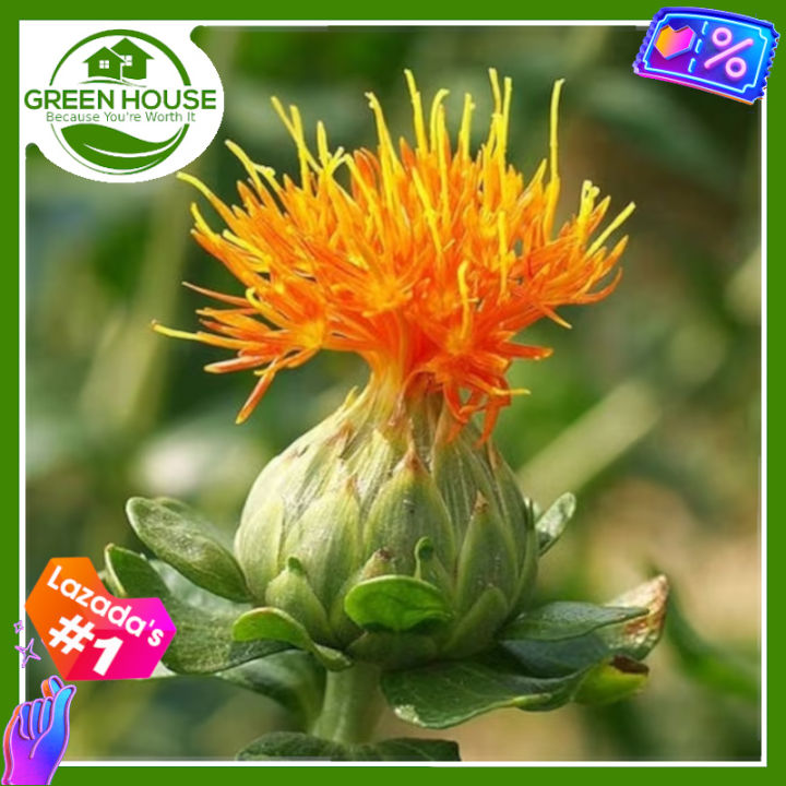 Green House® - Safflower Seeds (40 Seed) for Planting Flower Plants ...