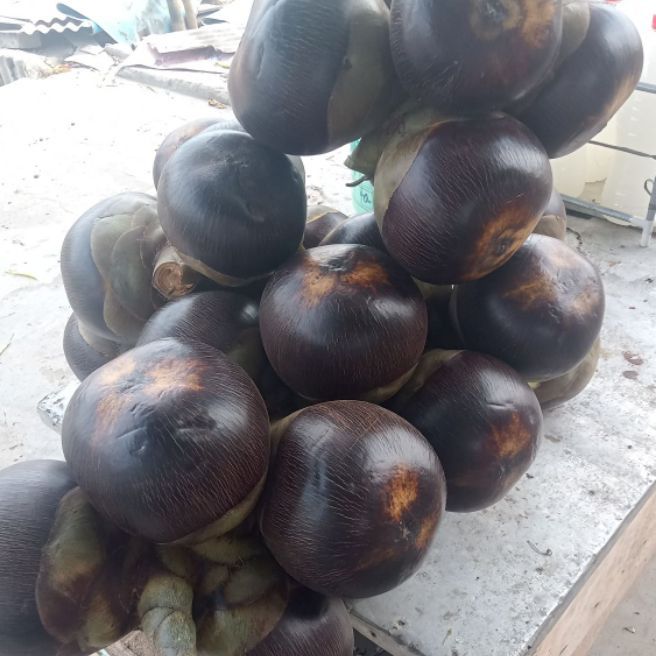 buah lontar buah siwalan buah legen | Lazada Indonesia