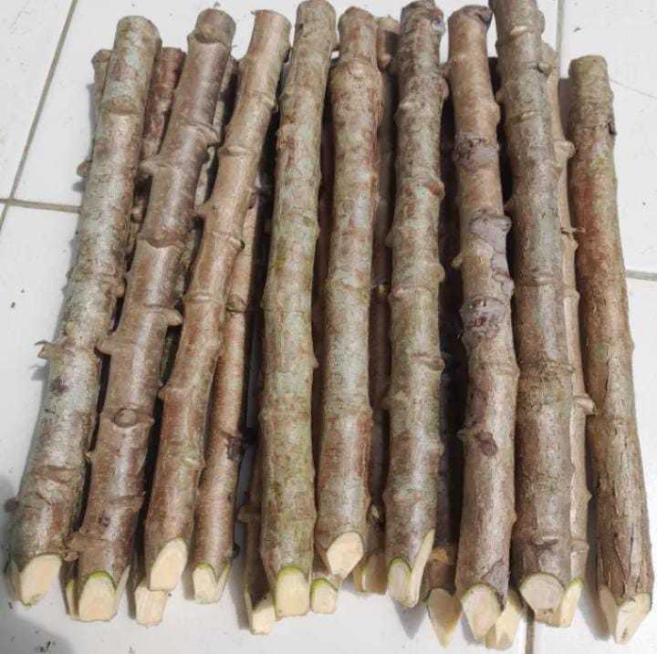 Stek Bibit Singkong Racun Siap Tanam Panjang 25 cm Per 1kg | Lazada ...