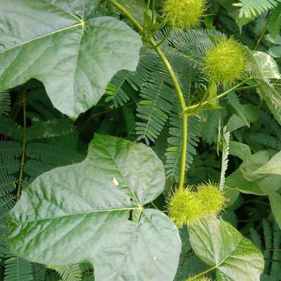 DAUN TANAMAN RAMBUSA | CERMOT SEGAR 250 gram | Lazada Indonesia