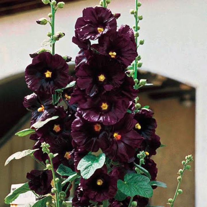 เมล็ดพันธุ์ ฮอคลี่ฮ็อค สีม่วงดำ ( Hollyhock Blacknight Flower Seed ...