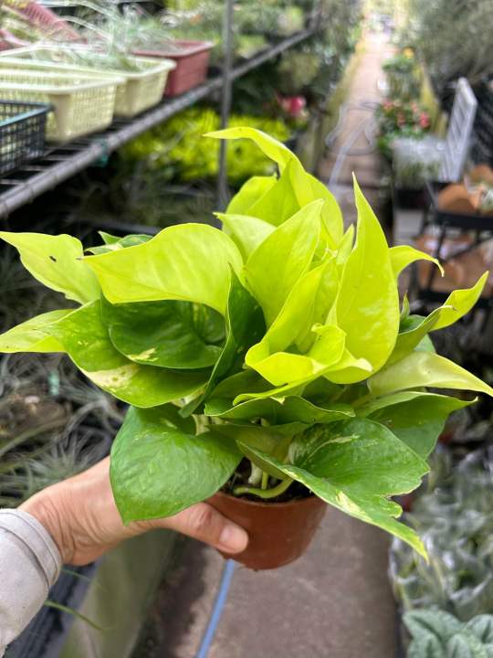[Houseplant] Epipremnum Pothos (Neon) in Plastic Pot (with flaws ...
