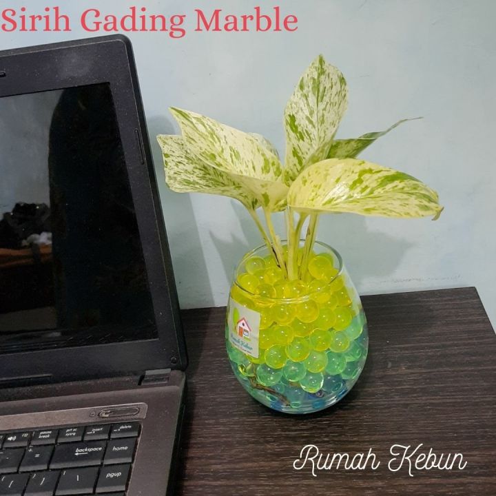Tanaman Sirih Gading Marble Media Hydrogel Hiasan Indoor n Gift ...