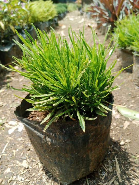 Sunrise Plant with FREE fertilizer | Lazada PH