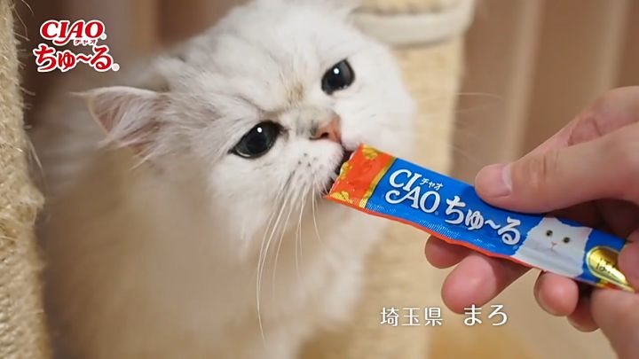 MeowLo 4pcs Ciao Chu Ru Cat Treats Makanan Kucing Cat Snack Cat Stick ...