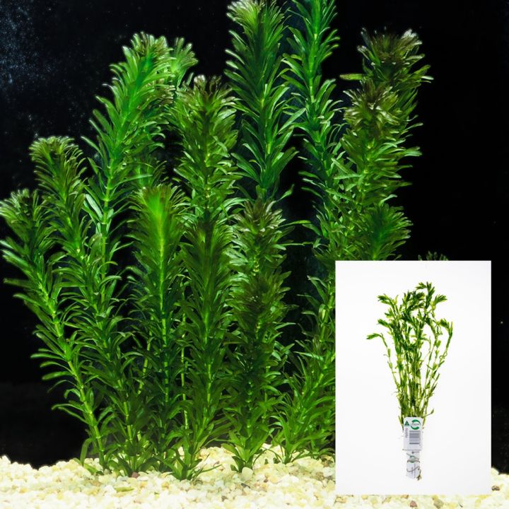 elodea/hydrillia aquatic plants 8 stem floating plant for pond or ...