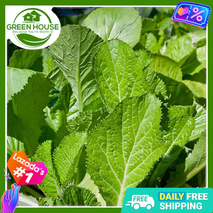 Green House® - Mustard Seeds for Planting Vegetable Plants (1200 Seed ...