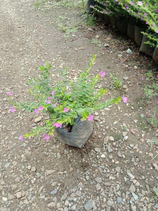 White Copea | Lazada PH