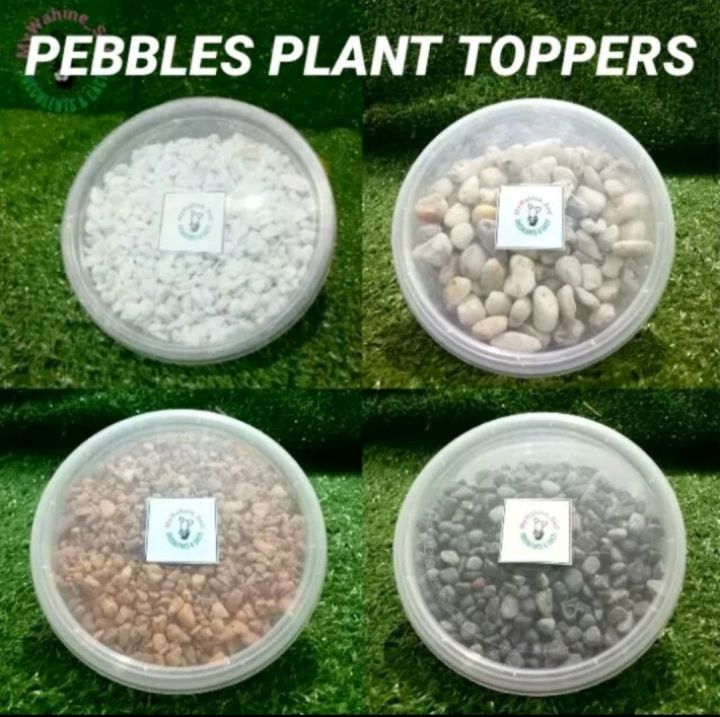 PEBBLES FOR PLANTS AND AQUARIUM PLANT TOPPER AQUASCAPING LANDSCAPING ...
