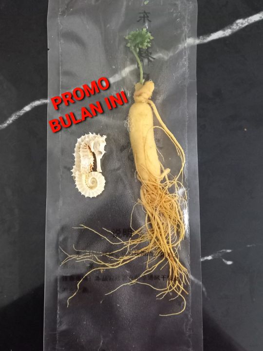 Ginseng Merah korea 1pcs + Kuda Laut Putih Import 1 ekor | Lazada Indonesia