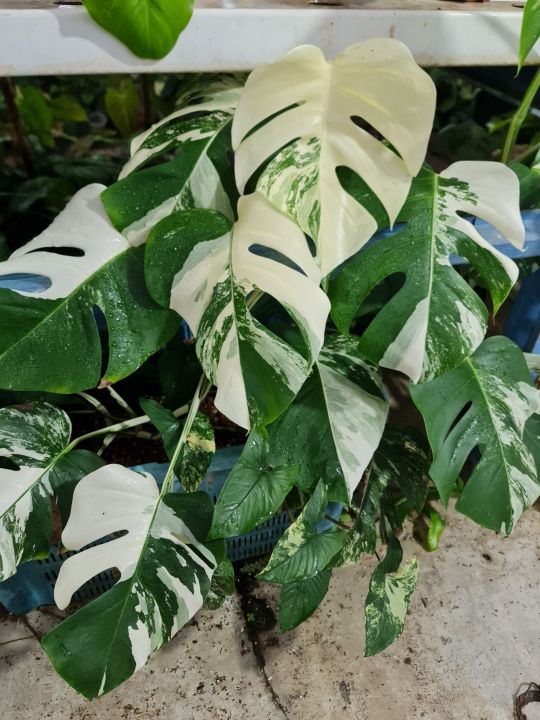 Monstera Albo Japan | Lazada