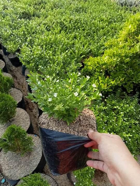 white kopeya. goods for landscaping. [ESTABLISHED] | Lazada PH