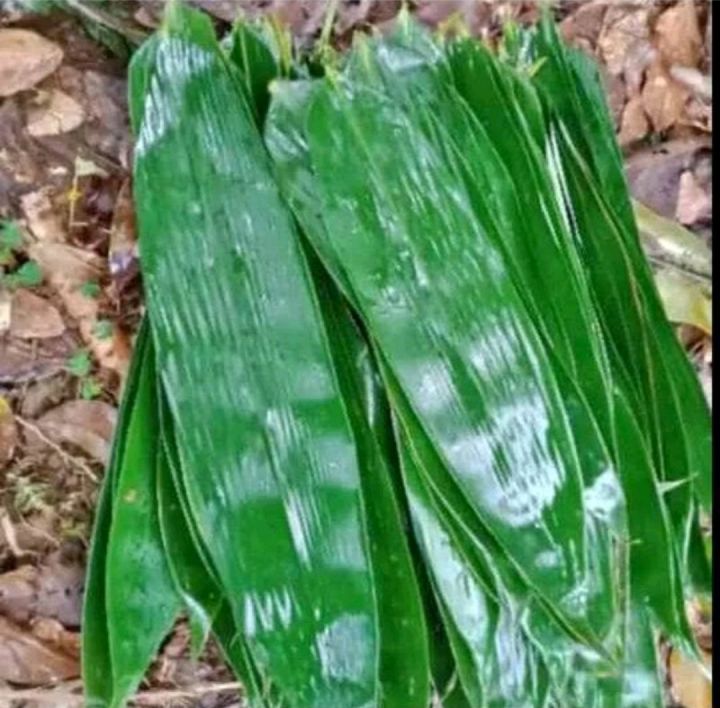 Daun bambu segar buat bacang 50 lembar daun bambu jumbo buat bacang ...