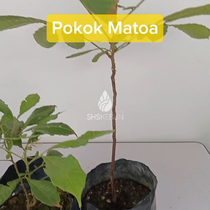Pokok buah matoa Pometia Pinnata Longan Brazil Buah Manis Pokok buah ...