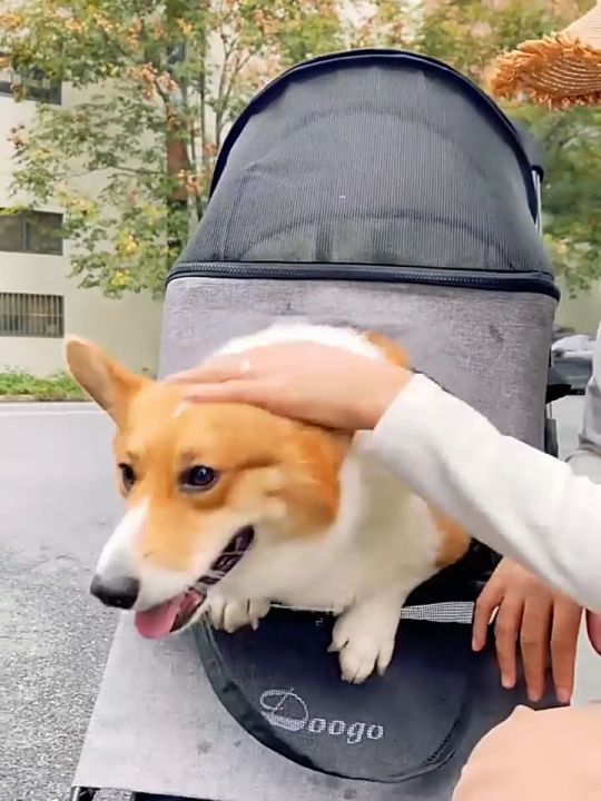 Doogo รถเข็นสุนัข รถเข็นแมว รถเข็นสัตว์เลี้ยง รถเข็นท่องเที่ยวพับได้ ...