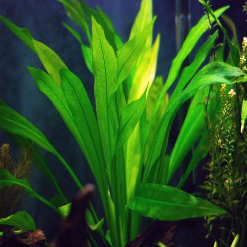 Amazon Sword Tanaman Aquascape Low Co2 | Lazada Indonesia