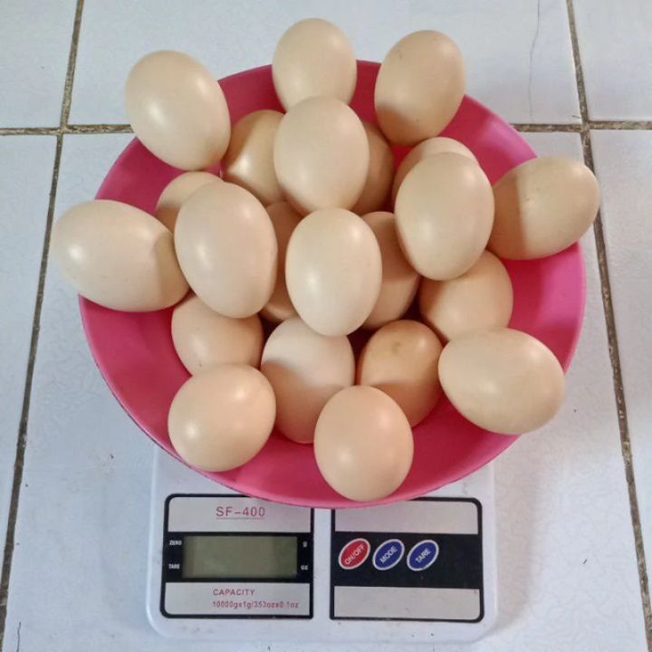 1kg Telur Ayam kampung fertil / Telor Ayam Kampung Asli, Fertil, Bisa ...
