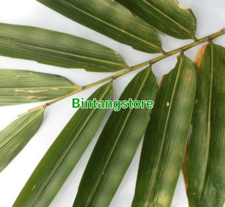 Daun bambu kuning segar isi 100 lembar lebih | Lazada Indonesia