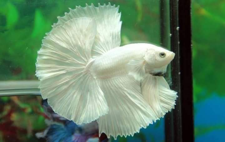 LIVE BETTA HALFMOON WHITE OPAQUE PEGASUS ROSETAIL TOP QUALITY THAILAND ...