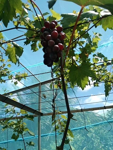 Grape Cuttings Fast SHIPPING Seedless Brazilian Hybrid Black Ribier ...