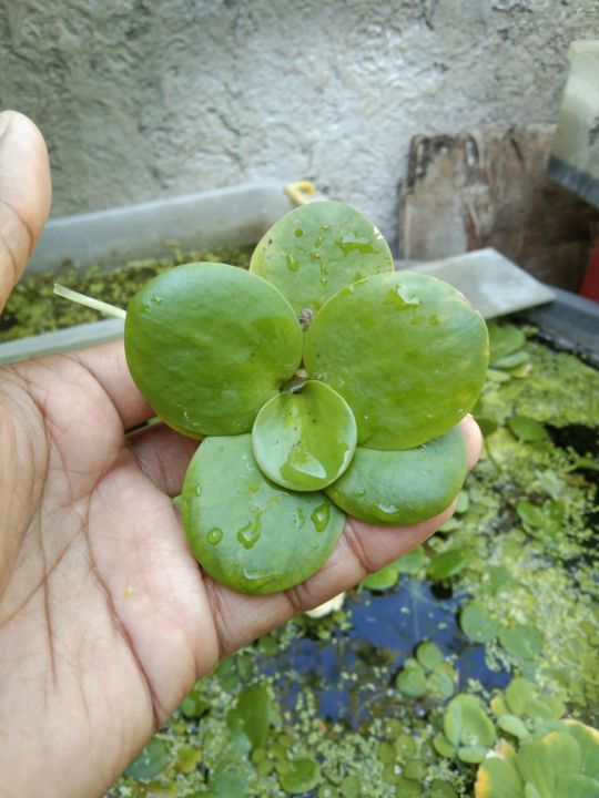 amazon frogbit | Lazada PH