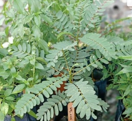 Pokok geti atau turi pokok ulam , hiasan dan tanaman yang boleh dimakan ...