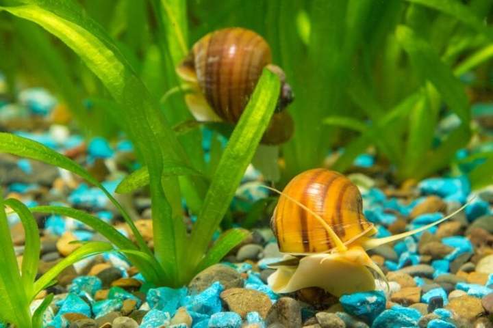 Apple snail tank cleaner 5pcs. atbp | Lazada PH