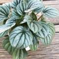 ( BISA COD ) TERLARIS! promo Tanaman Hias Peperomia Silver Riple ...