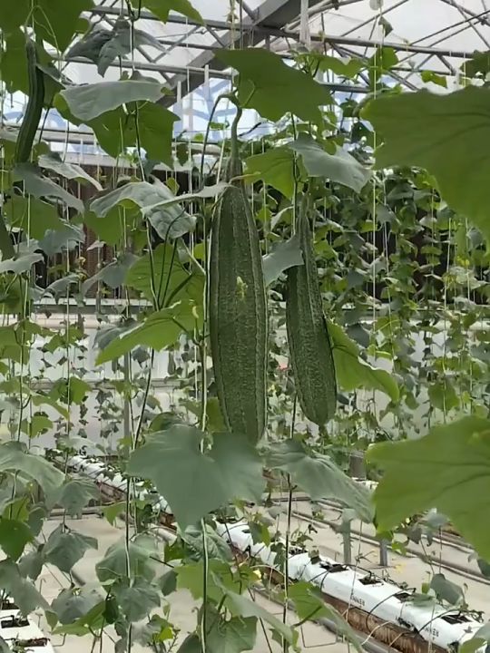 PATOLA TAGALOG SEEDS ( 20 seeds ) - Luffa Ridged Variety | Lazada PH