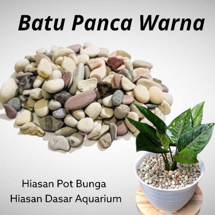 batu panca warna hiasan dasar aquarium dan pot bunga kemasan 1kg ...