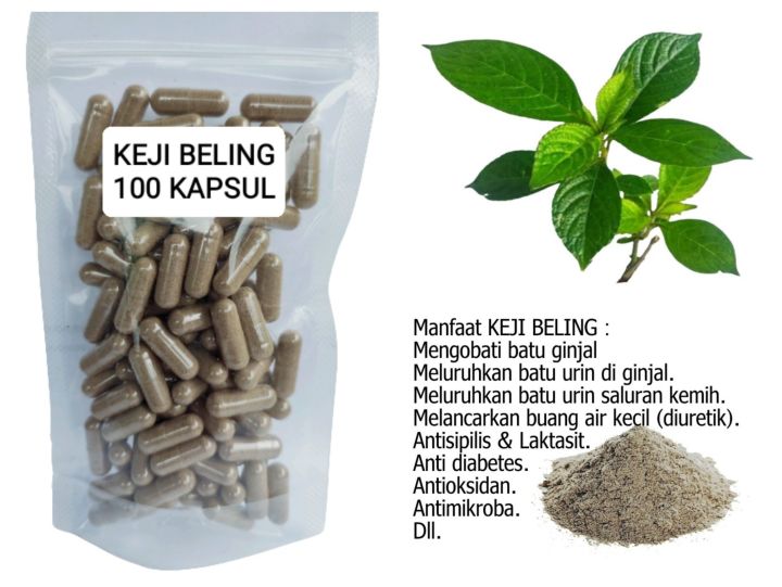 Kapsul Keji Beling isi 100 pcs untuk batu ginjal dan kencing batu ...