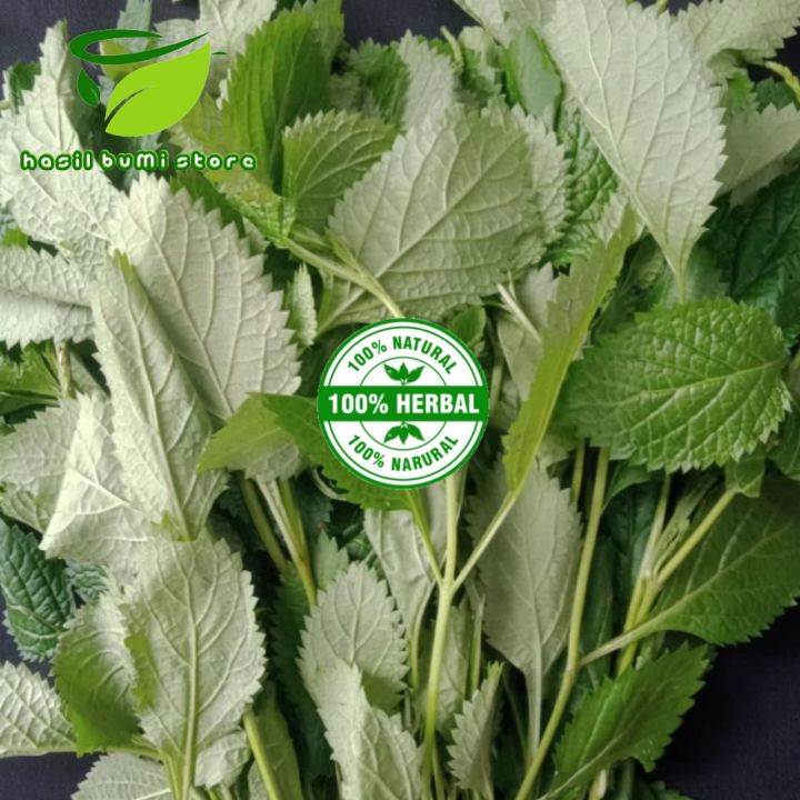 daun jarong daun pecut kuda segar 1kg | Lazada Indonesia