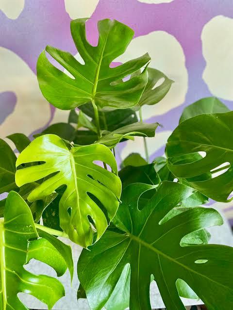 Monstera Deliciosa (Juvenile form) | Lazada PH