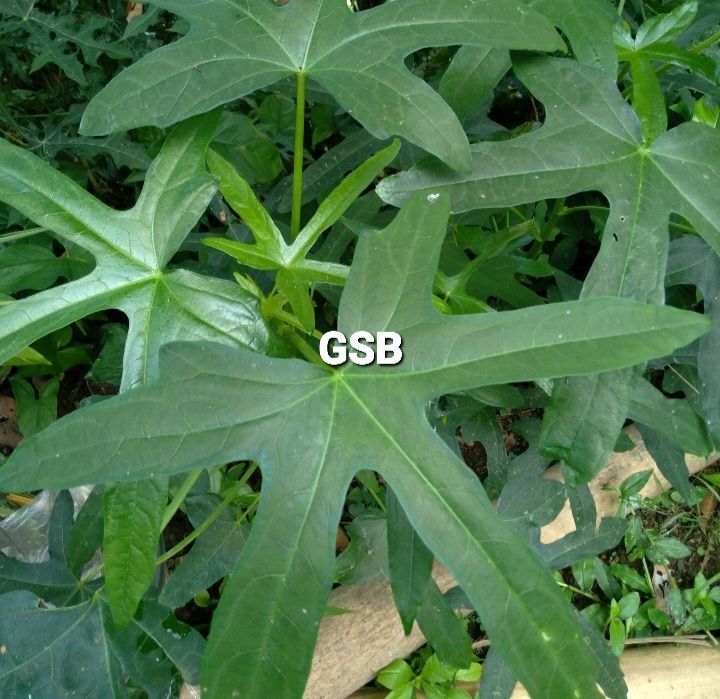 Daun gedi segar daun berlendir 30 lembar | Lazada Indonesia