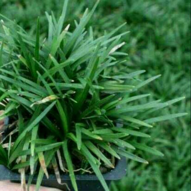 tanaman hias kucai mini | Lazada Indonesia