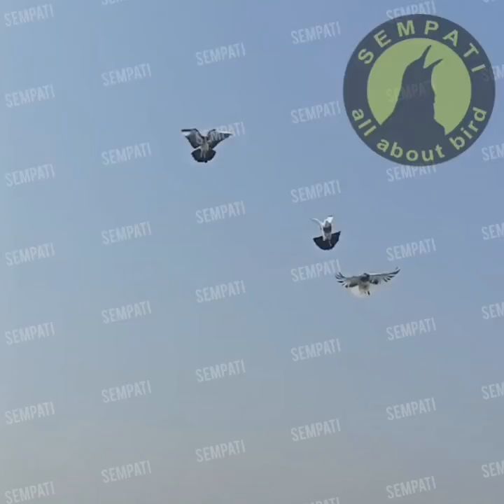 SEMPATI Sawangan Jumbo Yakul Sawangan Merpati Hatong Hotang Pluit ...