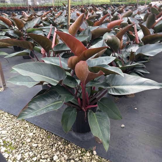 Red Congo Dwarft Philodendron Rojo Congo BUY 2 PLUS 1 | Lazada PH