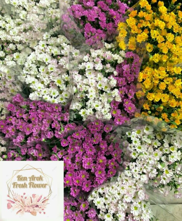 BUNGA BABY ASTER | Lazada Indonesia