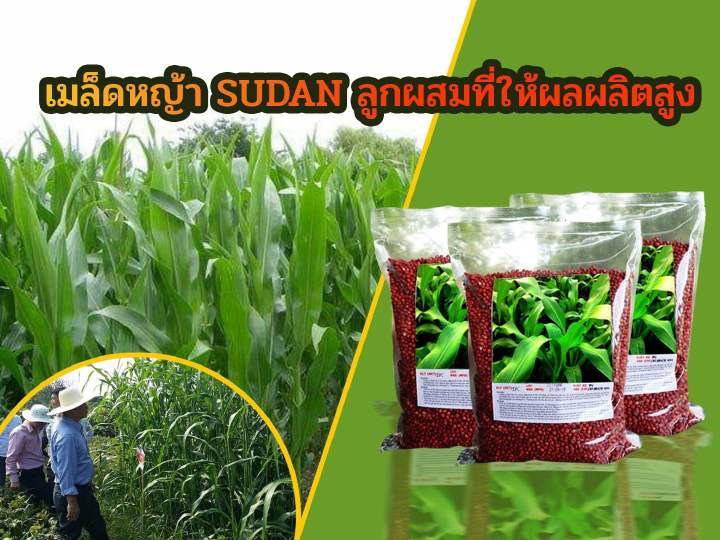 100gram [4000pc] Biji Benih Sudan Grass Sorghum Napier Forage Seeds ...